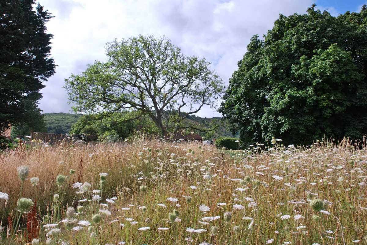 Flower Filled Downland Garden Design Portfolio | Nigel L Philips Garden ...