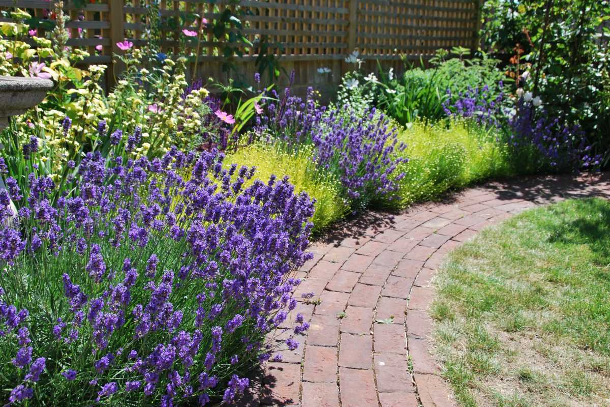 Lewes Garden Design Portfolio | Nigel L Philips Garden Design